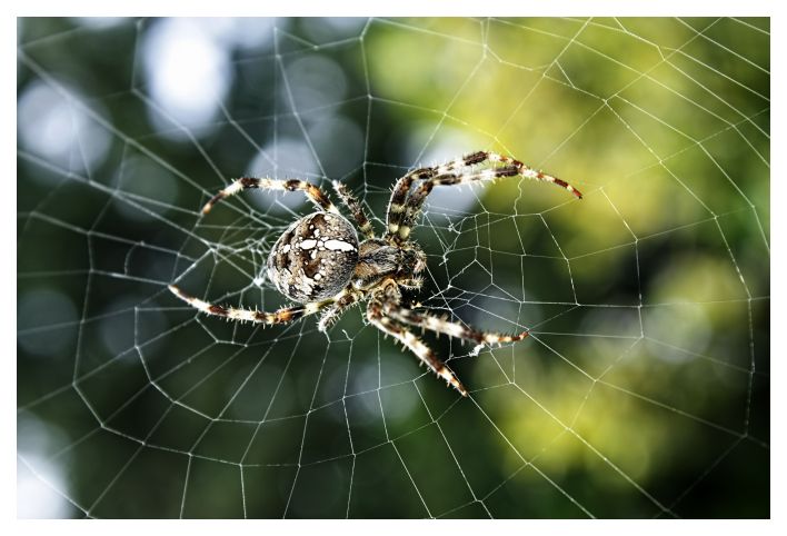 Wissen | Lingo - Das Mit-Mach-Web