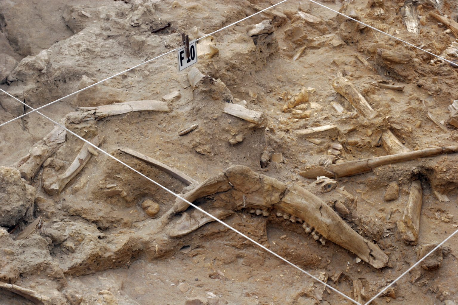 Echte Giganten - Dinosaurier - Lingonetz Echte Giganten - Dinosaurier - Lingonetz